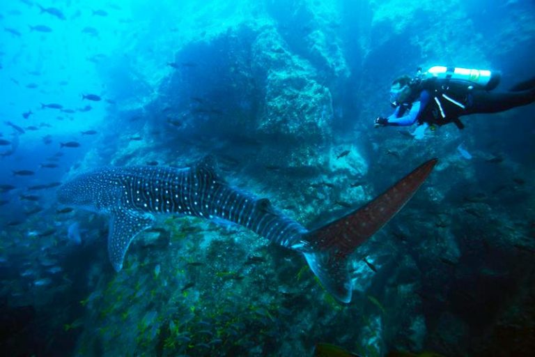 20 Underwater Wonders of the World