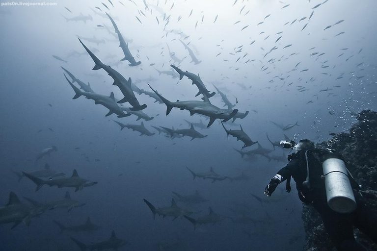 20 Underwater Wonders of the World