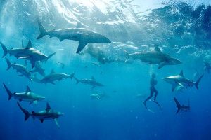 15 Most Dangerous Places to Swim on the Planet