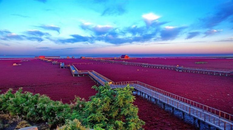 Fancy A Trip To The Stunning Red Beach Of Panjin?