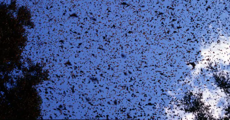 The Stunning Monarch Butterfly Migration