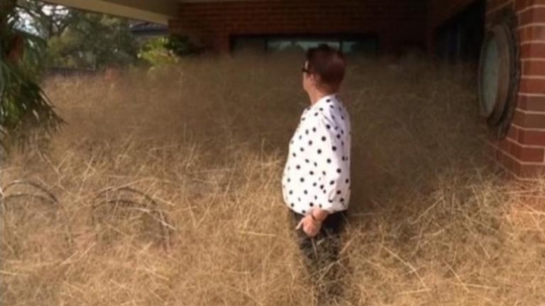 Giant Tumbleweed Takes Over Australian Town